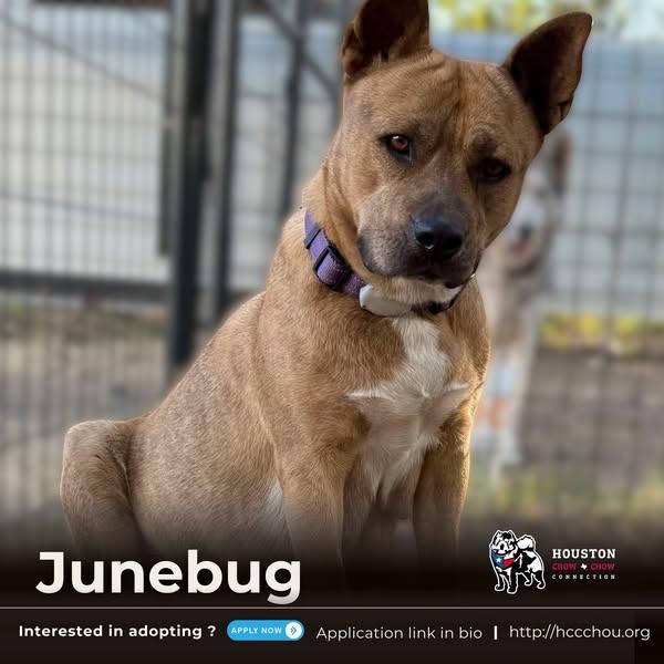 Dog for adoption - Junebug, a Pit Bull Terrier in Orlando, FL | Petfinder