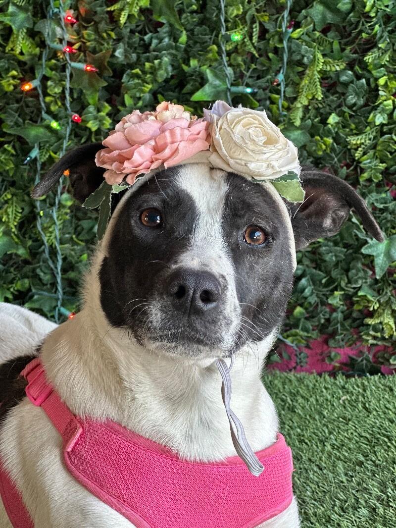 Dog for adoption - Oreo, a Border Collie & Pit Bull Terrier Mix in ...
