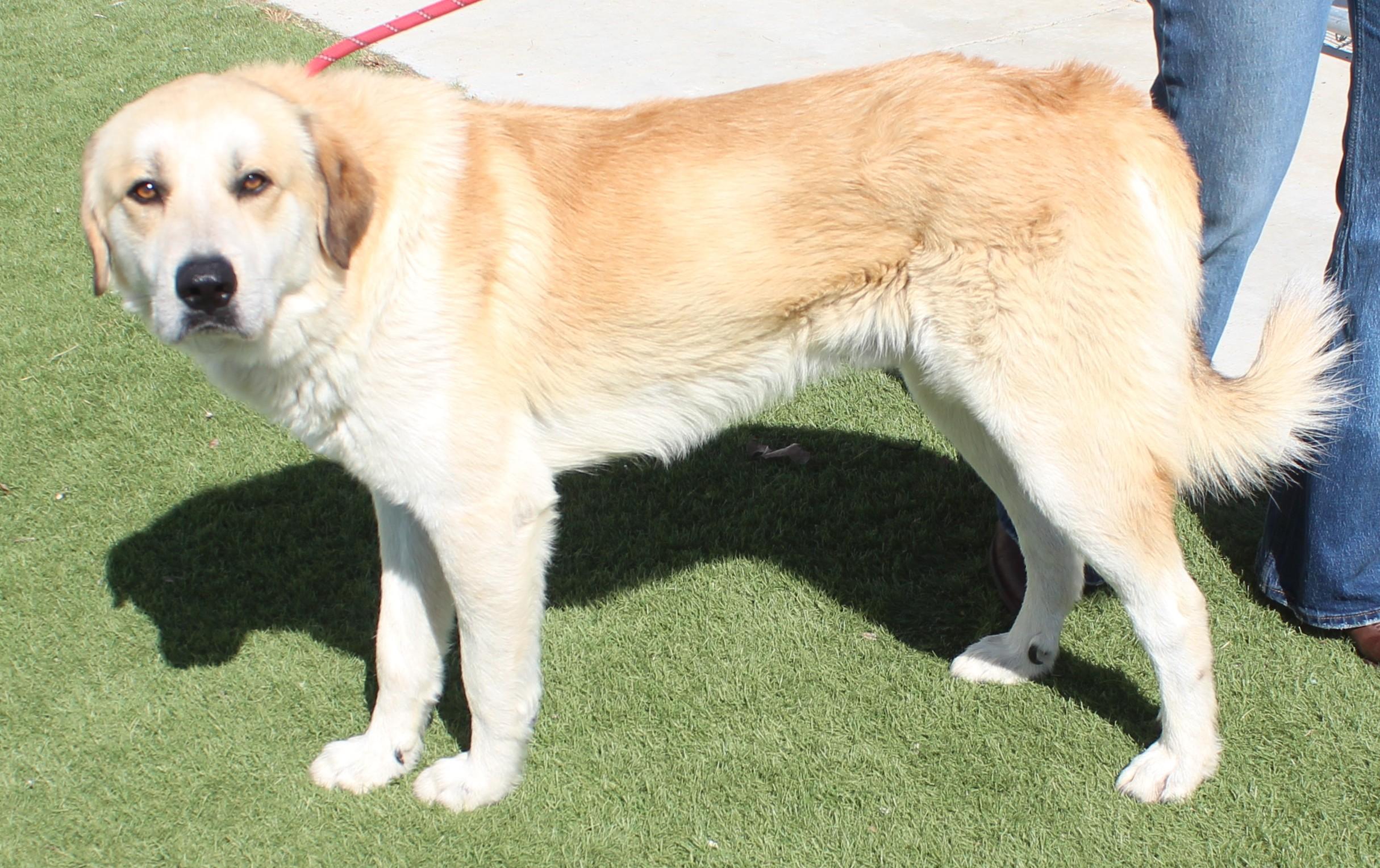 Dog for adoption - CHUCK (AVAILABLE 4/29/25), a Labrador Retriever in ...