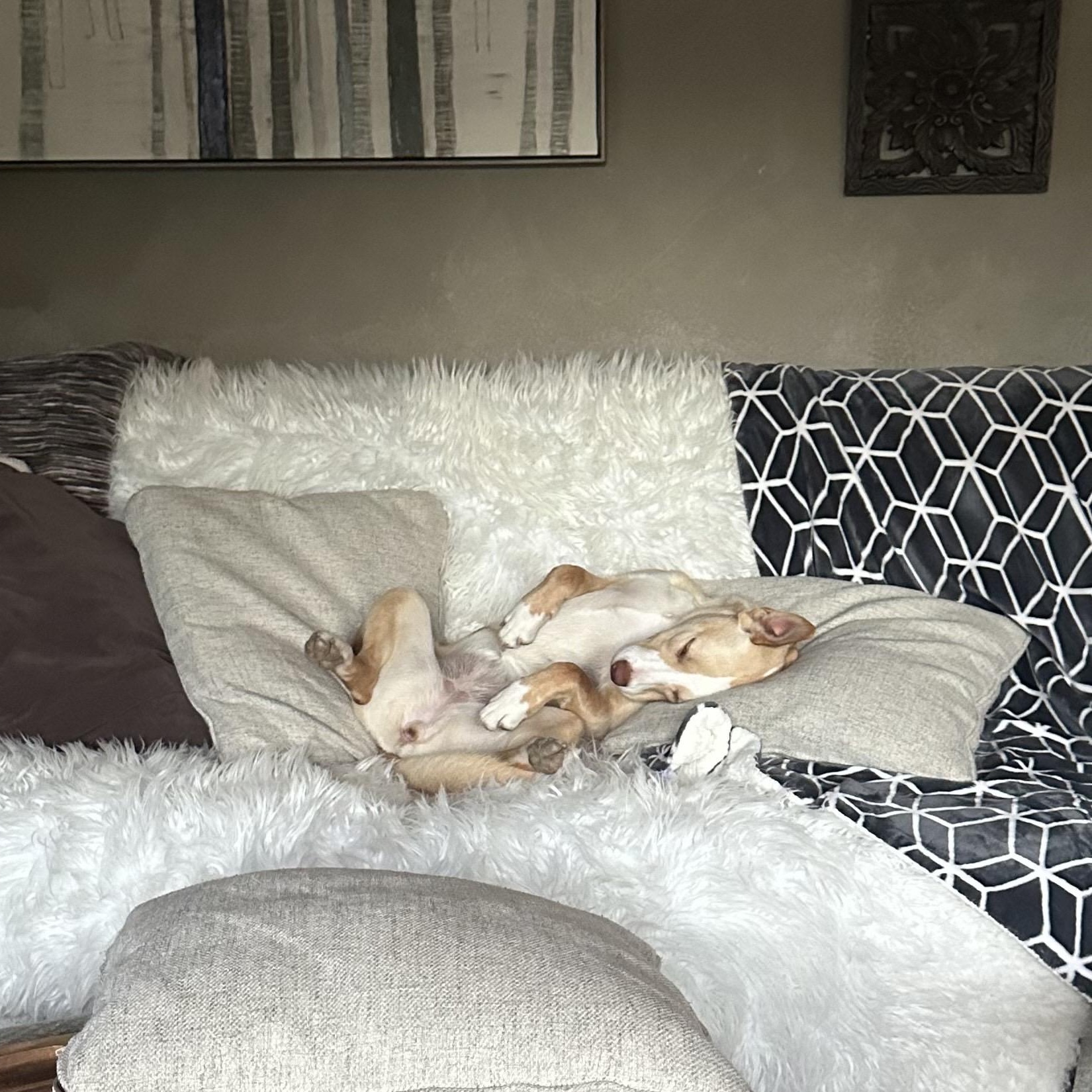 Dog for adoption - Sabrina Carpenter, a Labrador Retriever & Catahoula ...