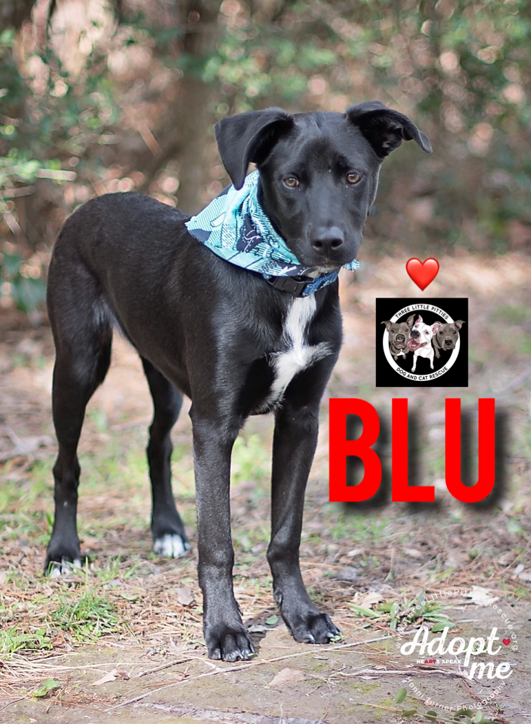 Dog for adoption - Blu New Caney The Sweetest Puppy, a Labrador ...