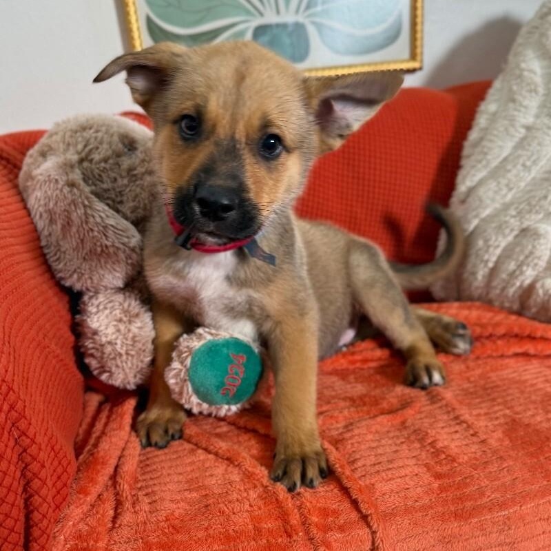 Dog for adoption - Kenny Rogers Rodeo, a German Shepherd Dog & Labrador ...