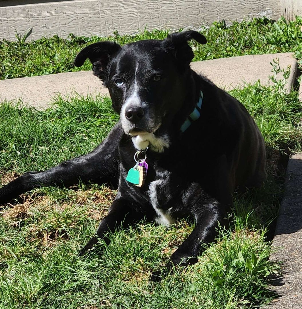 Dog for adoption - Raven, a Mixed Breed in Homestead, PA | Petfinder