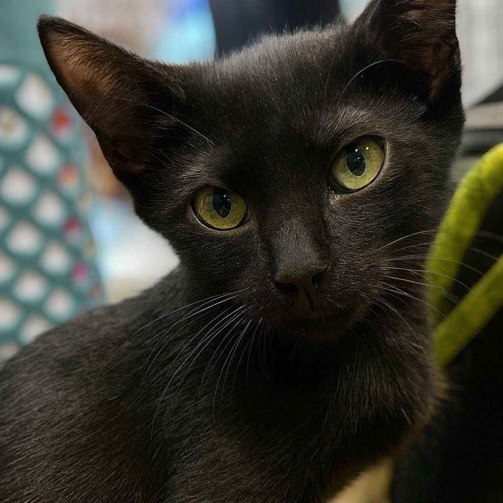 Cat for adoption - Kalil, a Domestic Short Hair in Lemont, IL | Petfinder