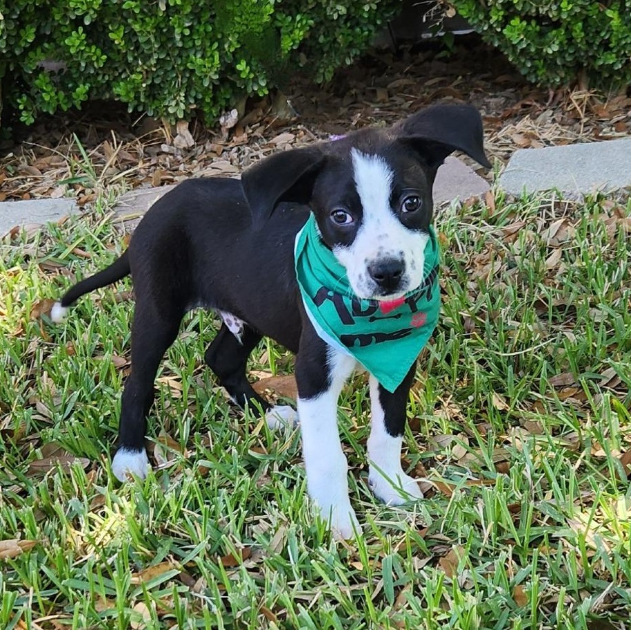 Dog for adoption - Milo FG, a Border Collie & Labrador Retriever Mix in ...