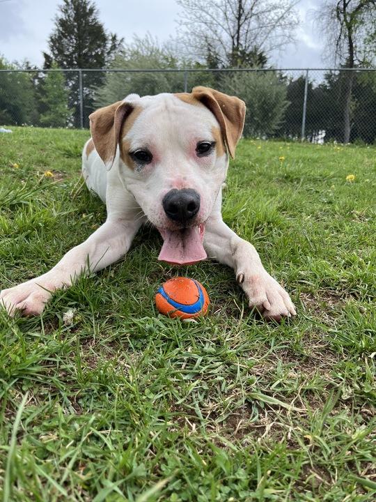 Dogs available for adoption at Father John's Animal House