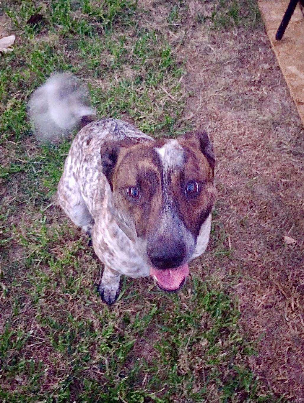 Dog for adoption - Red, a Cattle Dog Mix in Houston, TX | Petfinder