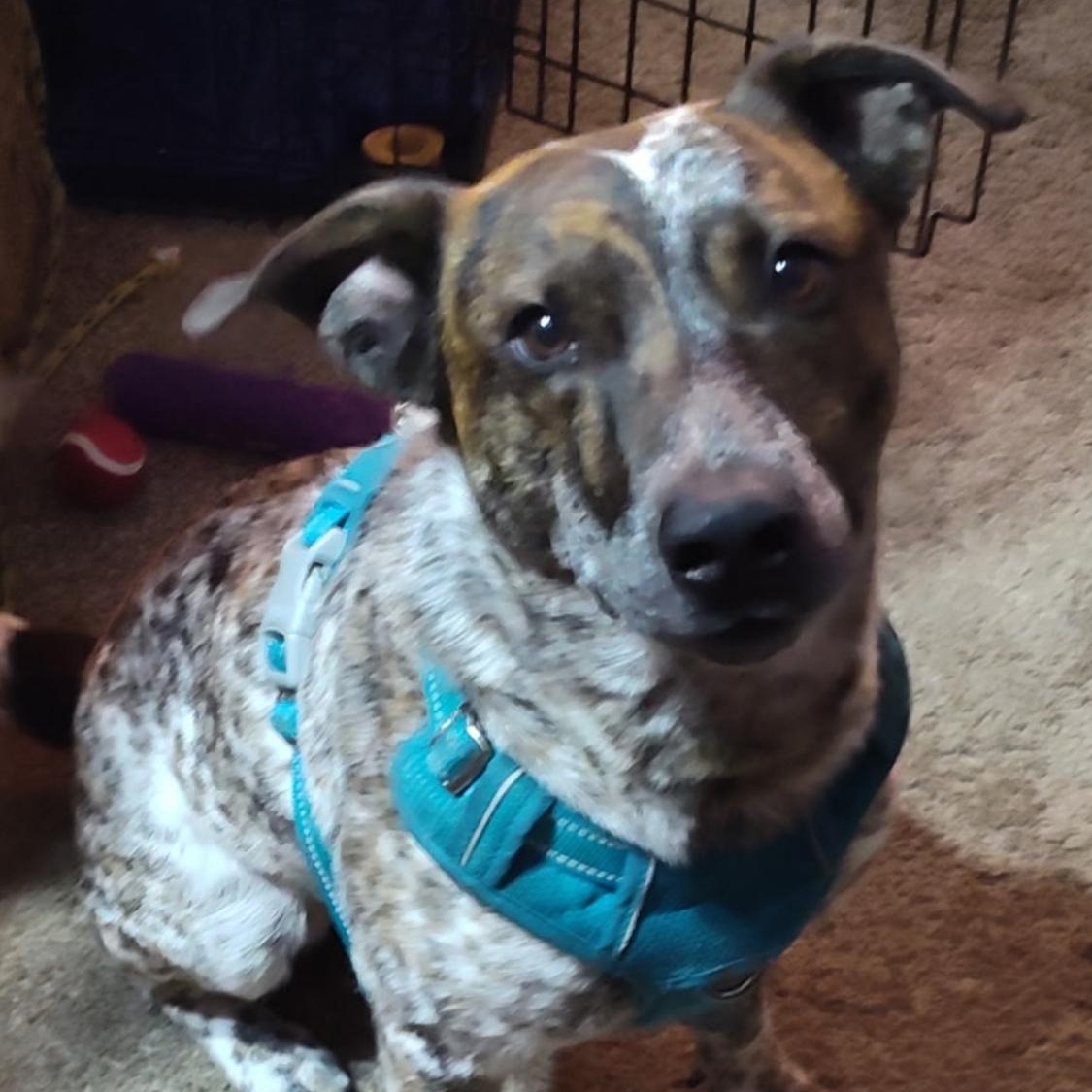 Dog for adoption - Red, a Cattle Dog Mix in Houston, TX | Petfinder