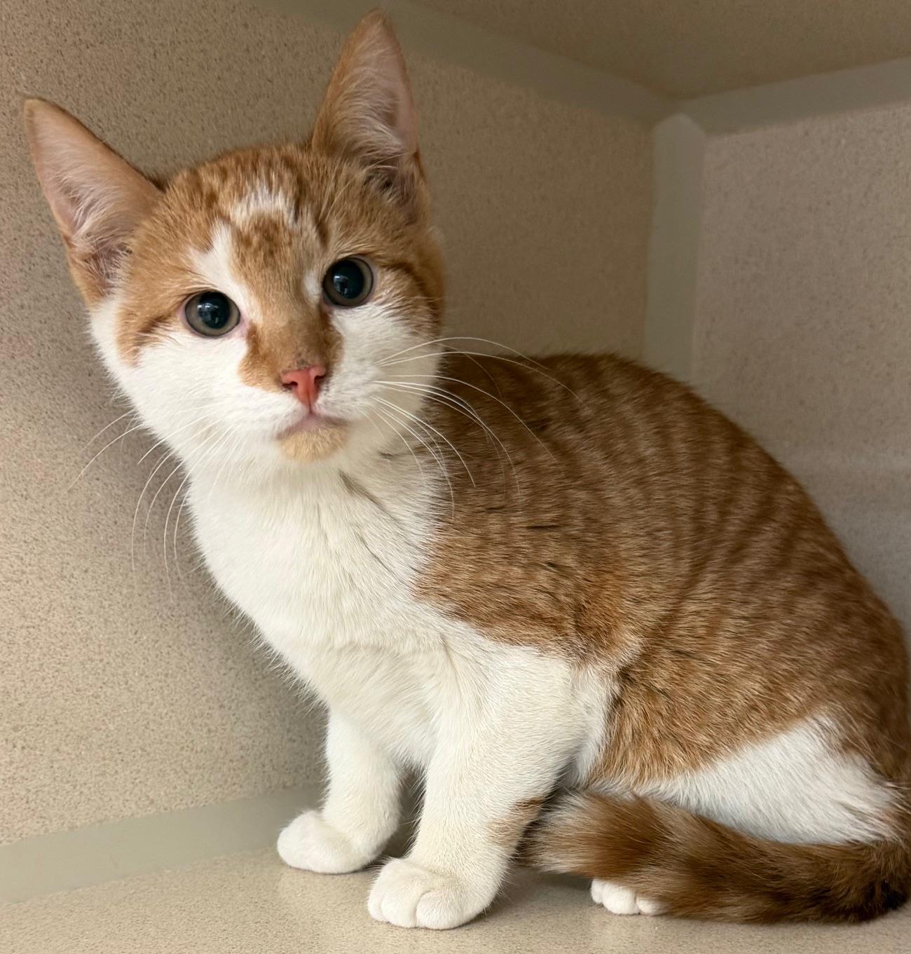 Tim Burton and Skellington - Adoptable Pet | Petfinder | Petfinder