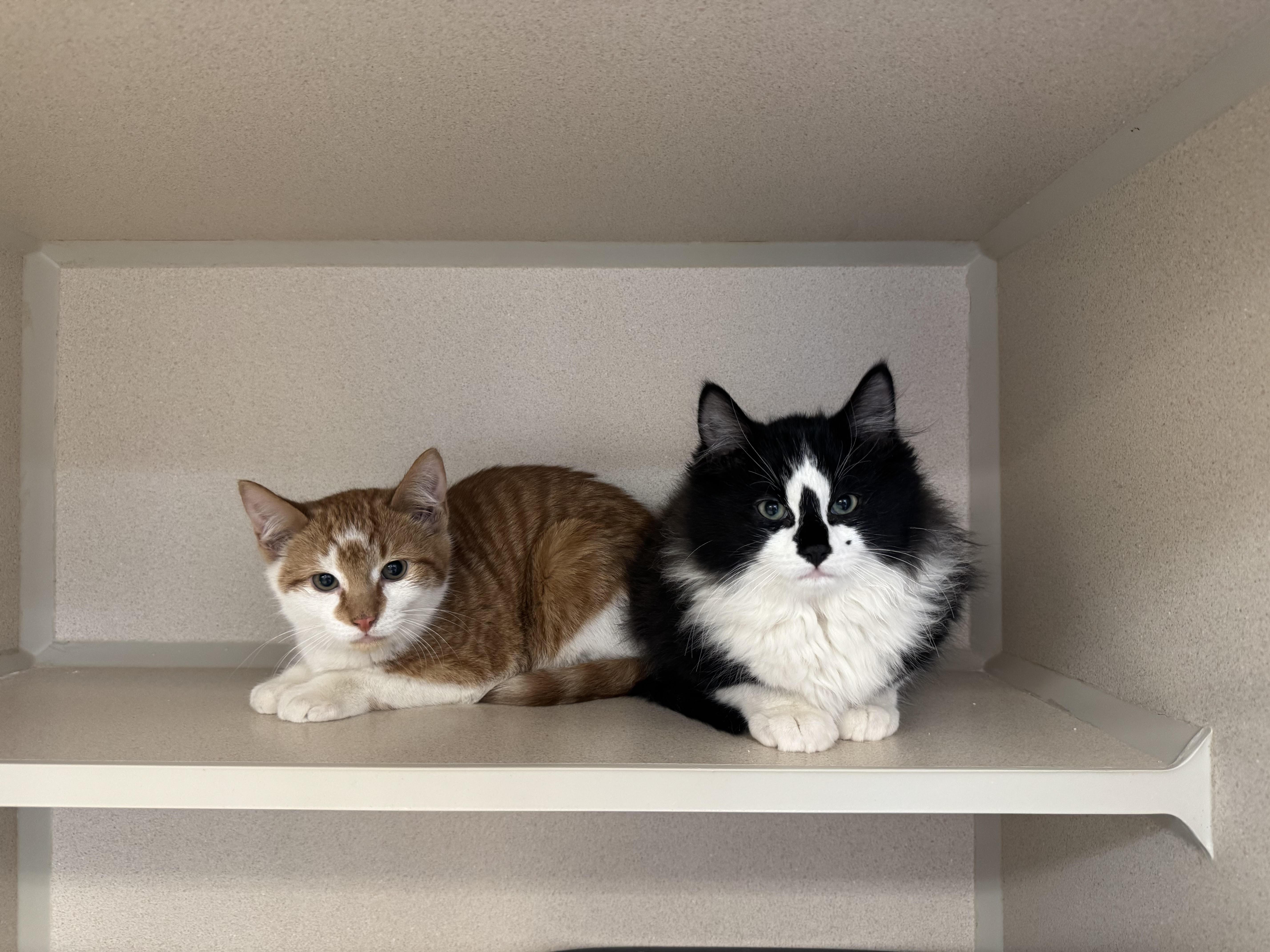 Tim Burton and Skellington - Adoptable Pet | Petfinder | Petfinder