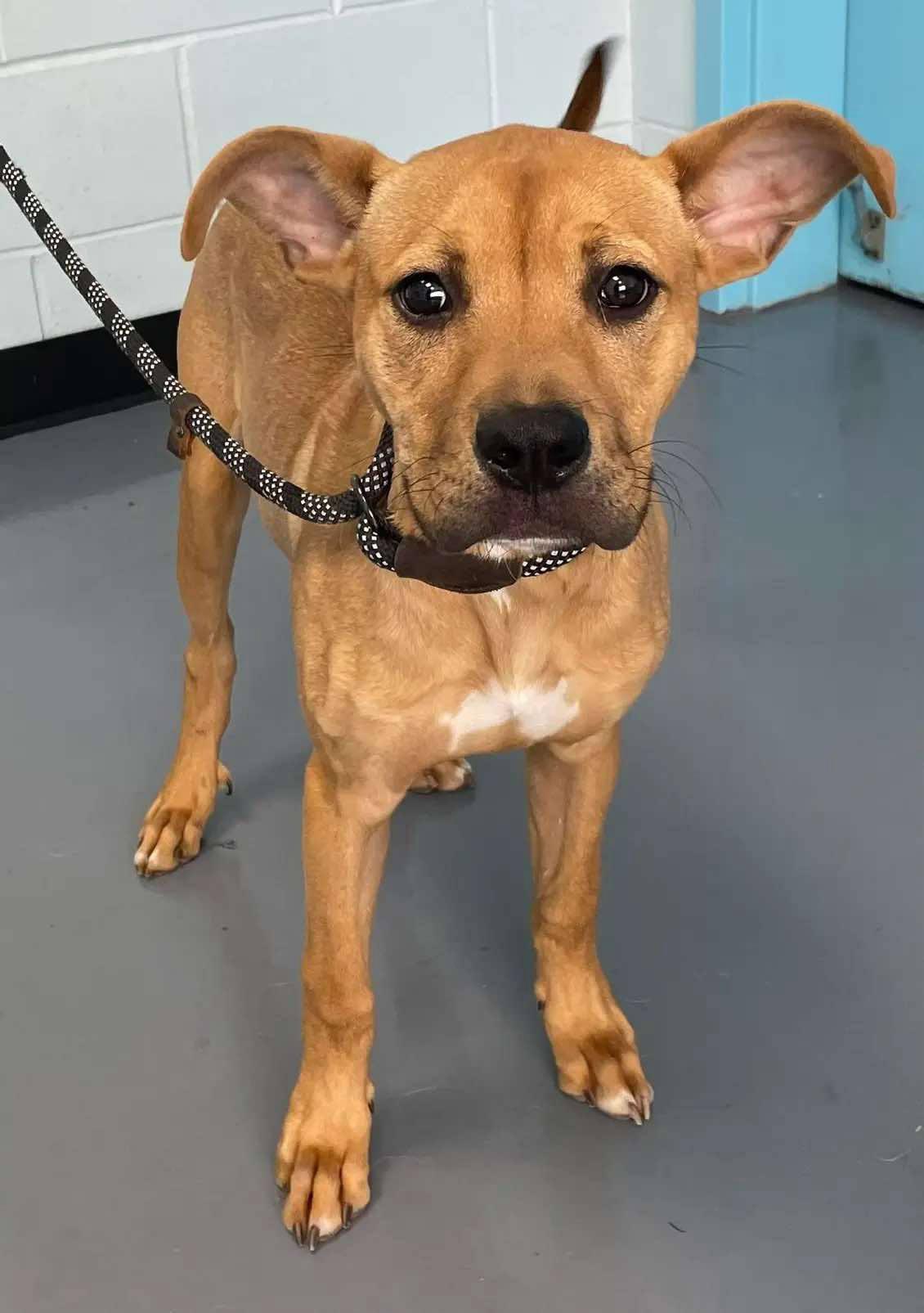 Dog for adoption - Henry, a Rhodesian Ridgeback & Labrador Retriever ...