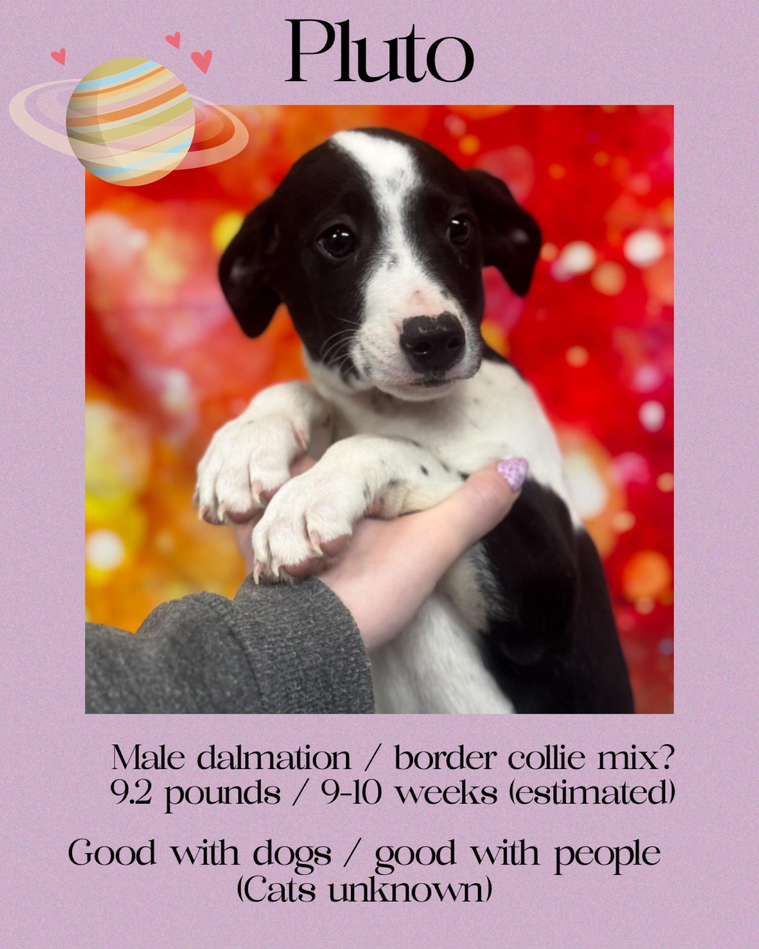 Dog for adoption - Pluto, a Dalmatian & Border Collie Mix in Manchester, CT | Petfinder