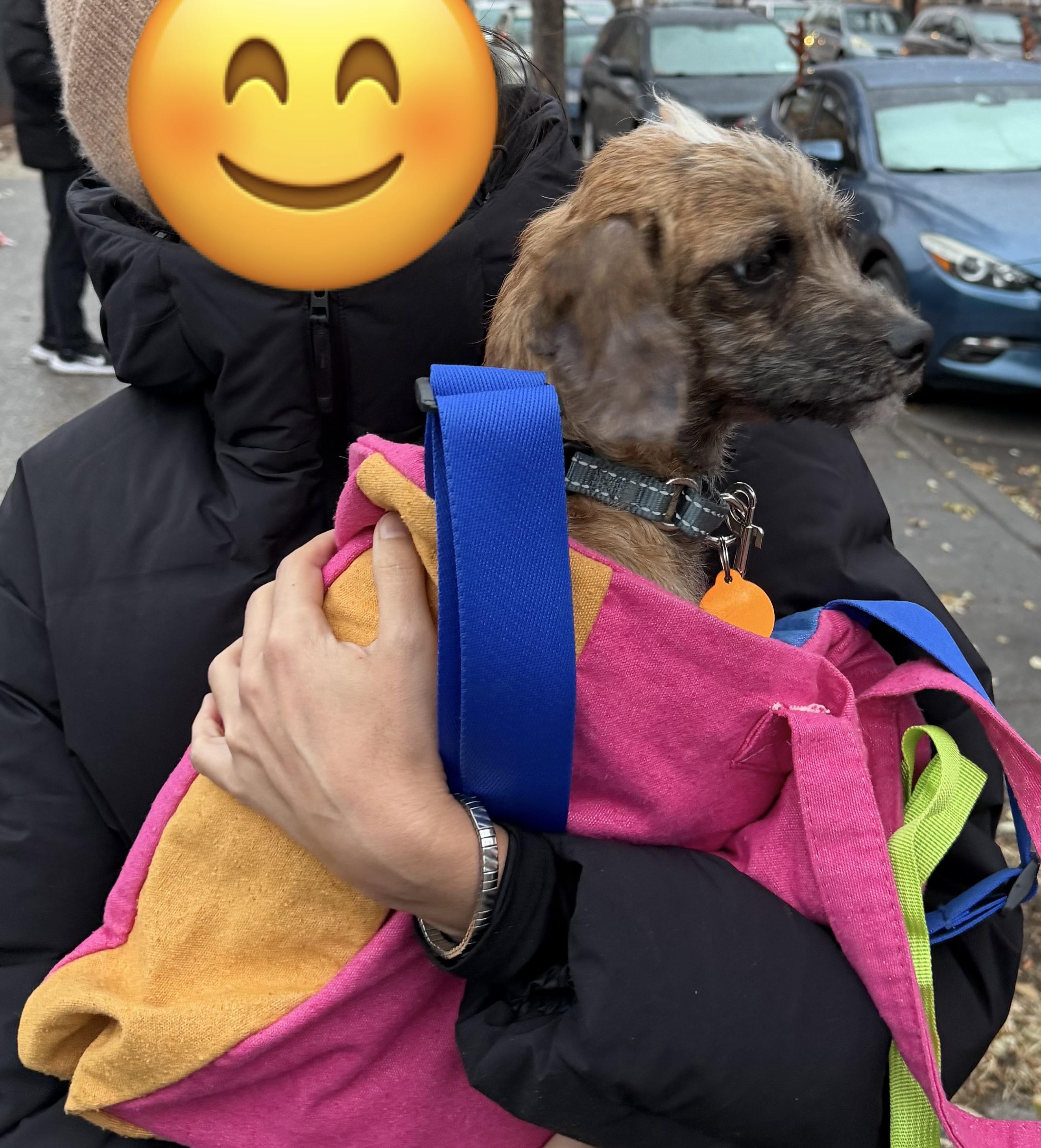 Dog Adopted - Reggie a Terrier Chihuahua Dog in Brooklyn, NY | Petfinder
