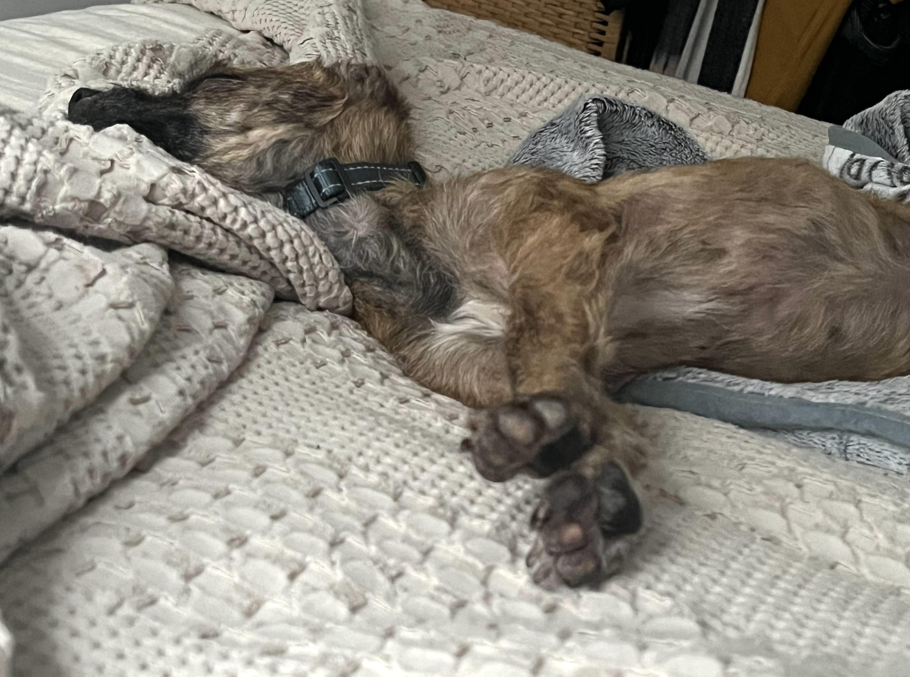 Dog Adopted - Reggie a Terrier Chihuahua Dog in Brooklyn, NY | Petfinder