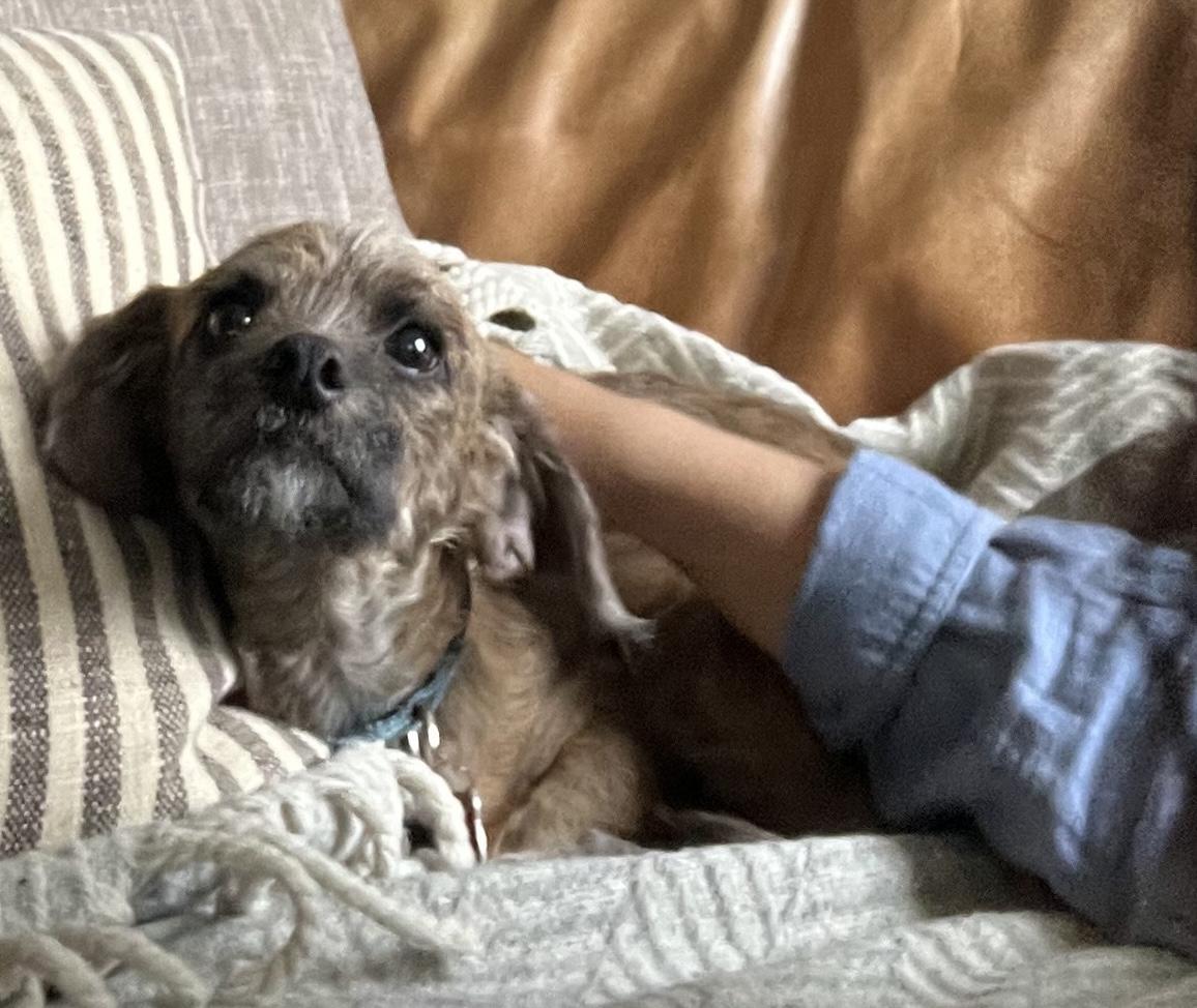 Dog Adopted - Reggie a Terrier Chihuahua Dog in Brooklyn, NY | Petfinder