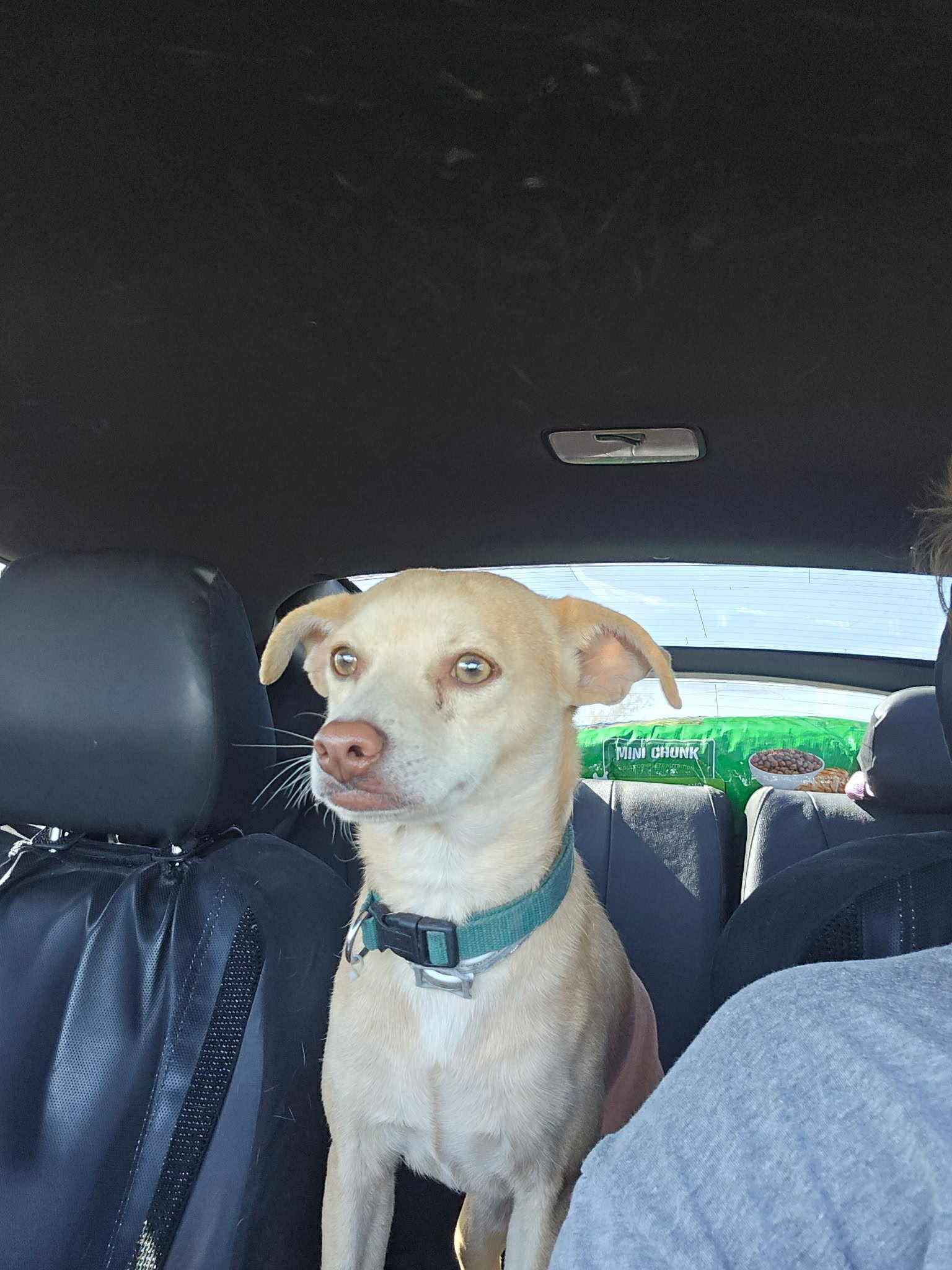 Mork - Adoptable Pet | Petfinder | Petfinder