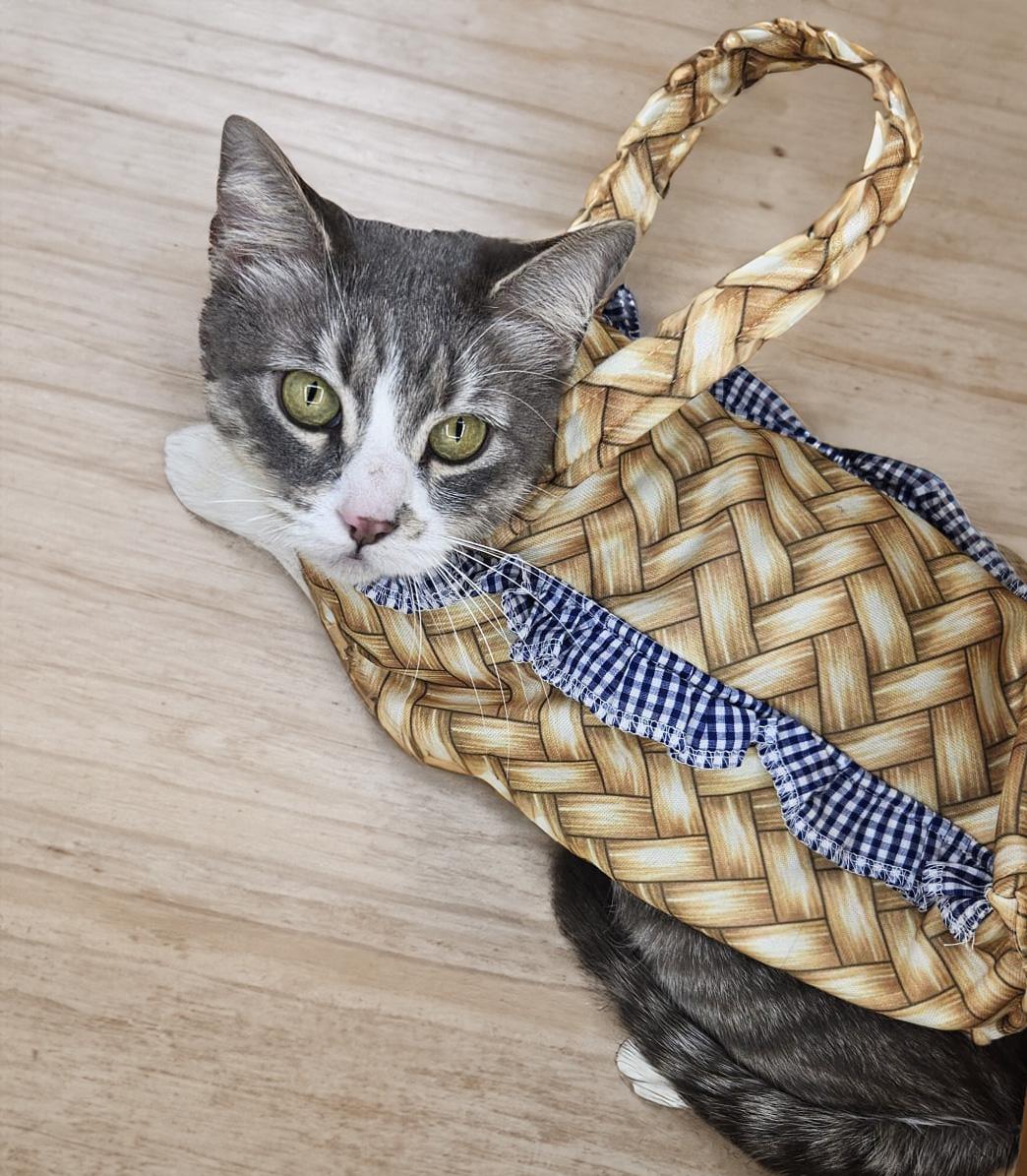 Cat for adoption - Mila – Sweet Striped Sweetheart!, a Domestic Long ...