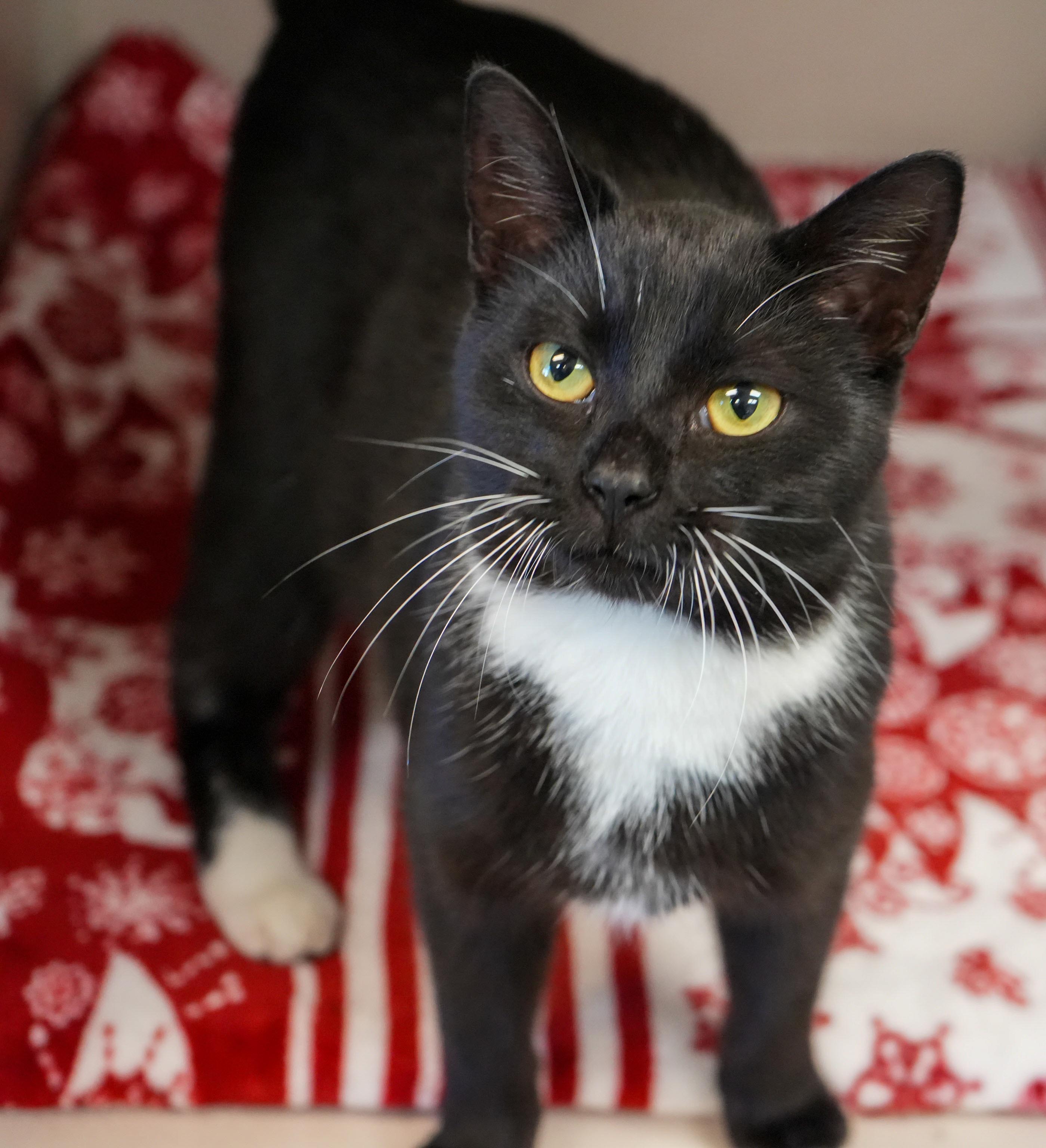 Cat for adoption - Smidge is a SMUSH - THERAPY CAT LOVER - VIDEO!, a ...