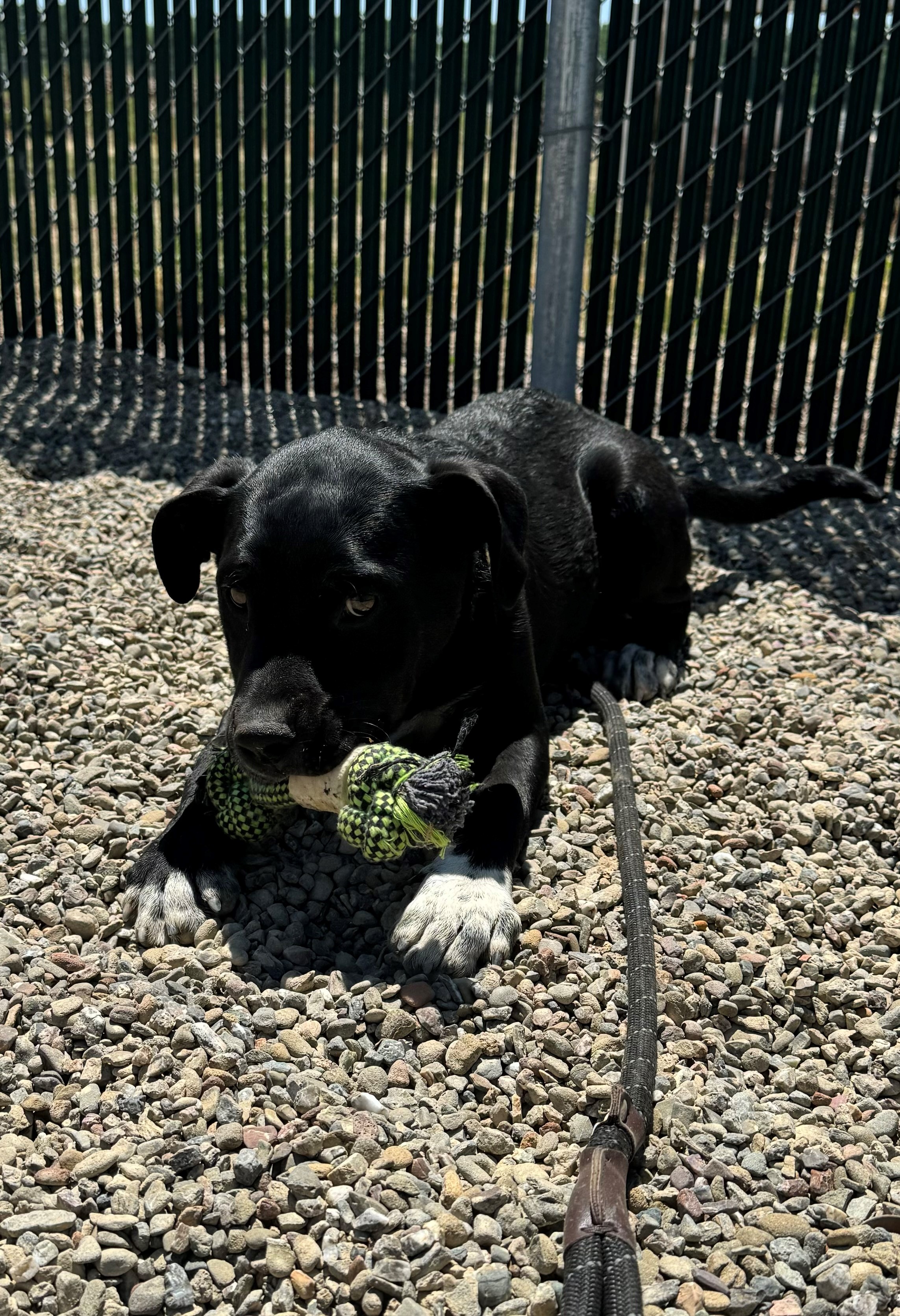 Dog for adoption - JACK, a Labrador Retriever in Ripon, CA | Petfinder