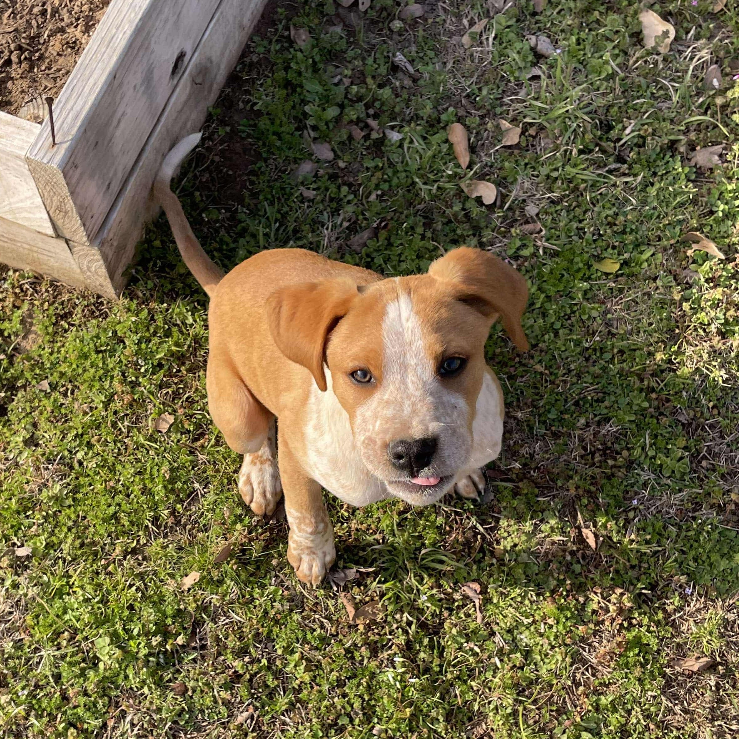 Dog for adoption - Webber, an Australian Cattle Dog / Blue Heeler Mix ...