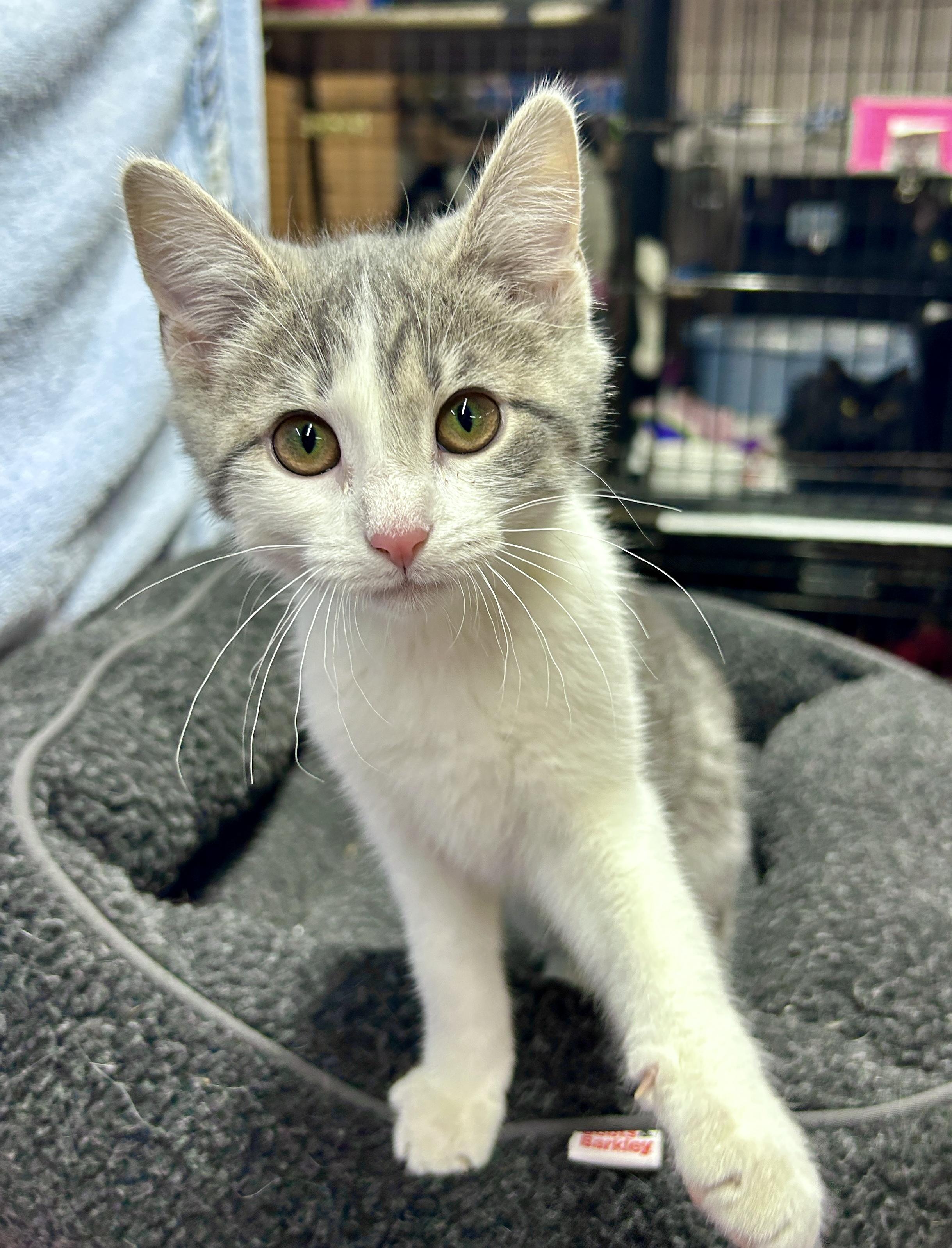Skyler - Adoptable Pet | Petfinder | Petfinder