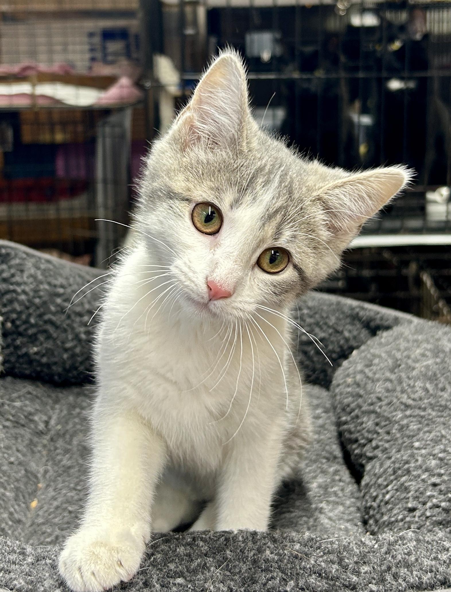 Skyler - Adoptable Pet | Petfinder | Petfinder
