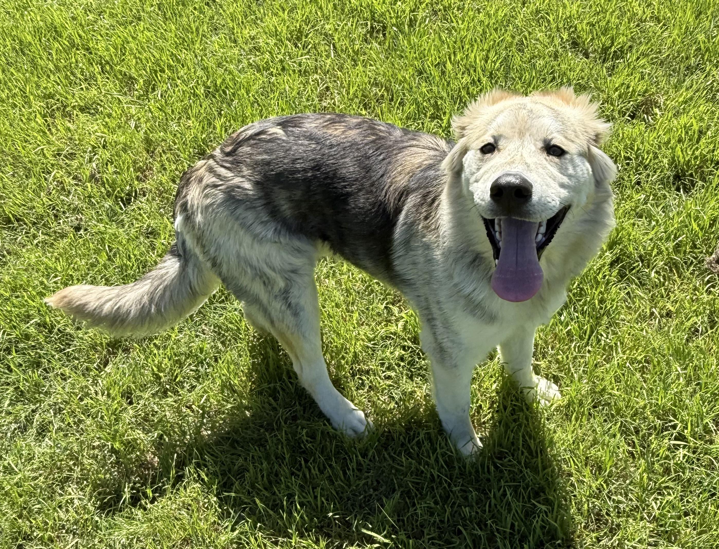 Dog for adoption - Jake, an Anatolian Shepherd Mix in Cheyenne, WY ...