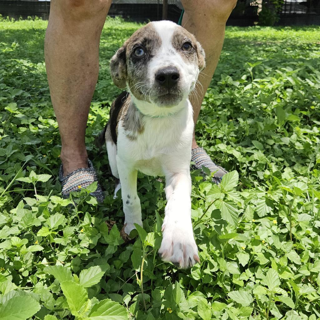Dog for adoption - Helena JuM*, a Catahoula Leopard Dog & Whippet Mix ...