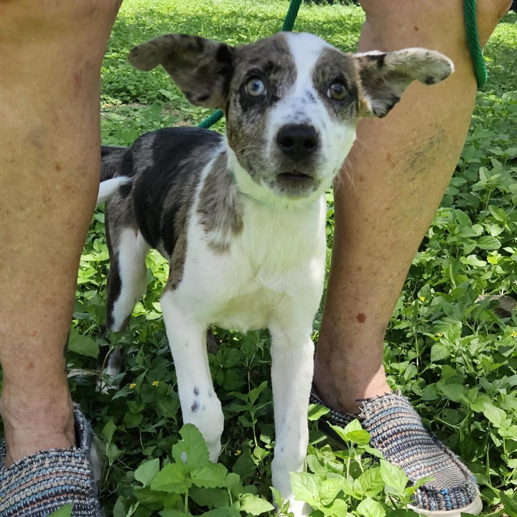 Dog for adoption - Helena JuM*, a Catahoula Leopard Dog & Whippet Mix ...