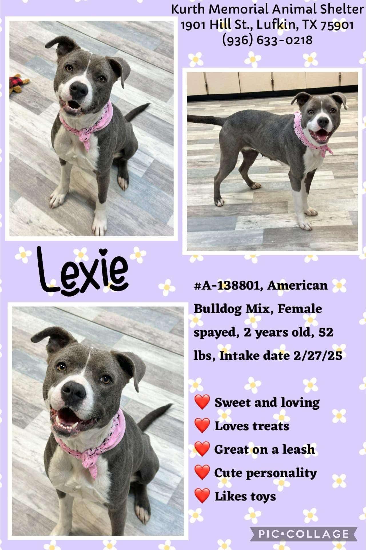 Dog for adoption - Lexie, an American Bulldog Mix in Aulac, NB | Petfinder