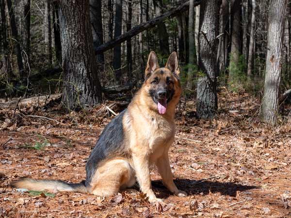 Dog for adoption - Bruno, a German Shepherd Dog in Wayland, MA | Petfinder