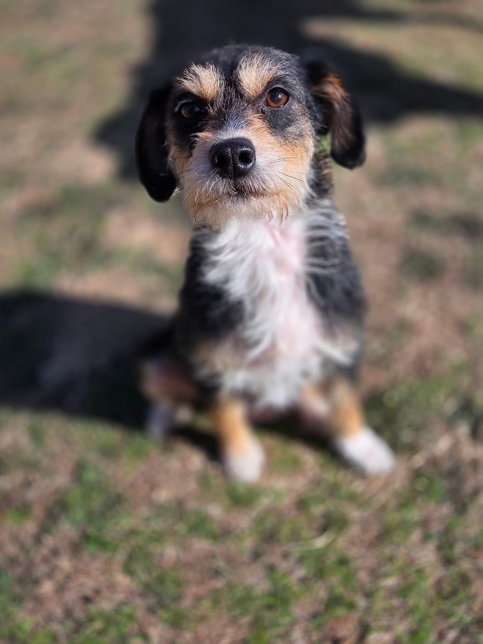 Dog for adoption - Lilli, a Wirehaired Terrier Mix in Meeker, OK ...