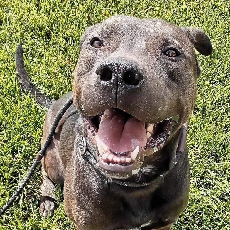 Dog for adoption - Pooka Bear Wants to Love You, a Labrador Retriever ...