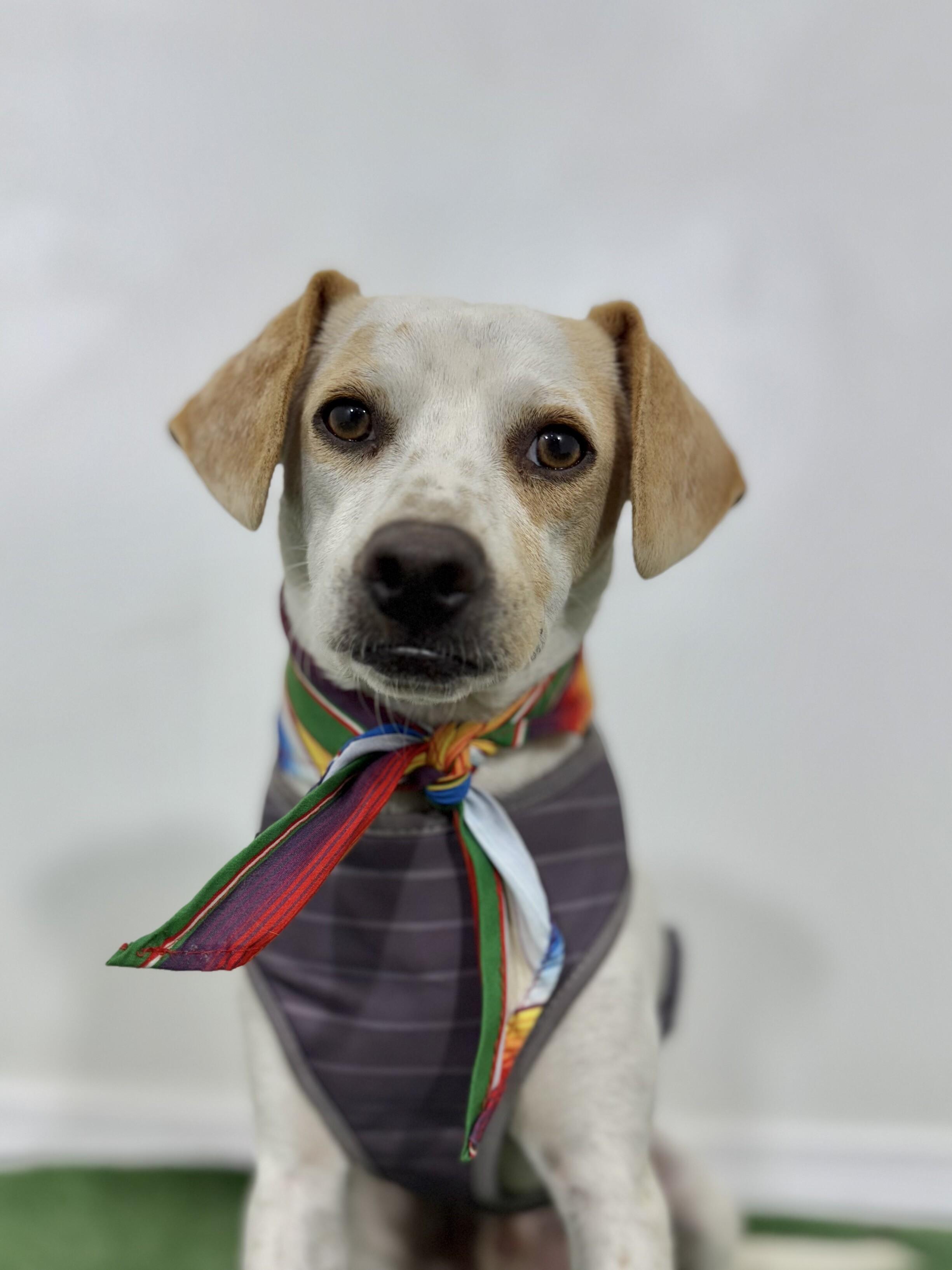 Dog for adoption - Waffles, an English Pointer & Jack Russell Terrier ...