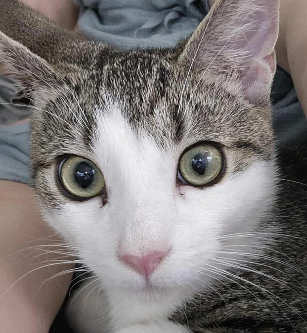 Cat for adoption - Playful Professor Plum, a Domestic Short Hair in Brooklyn, NY | Petfinder