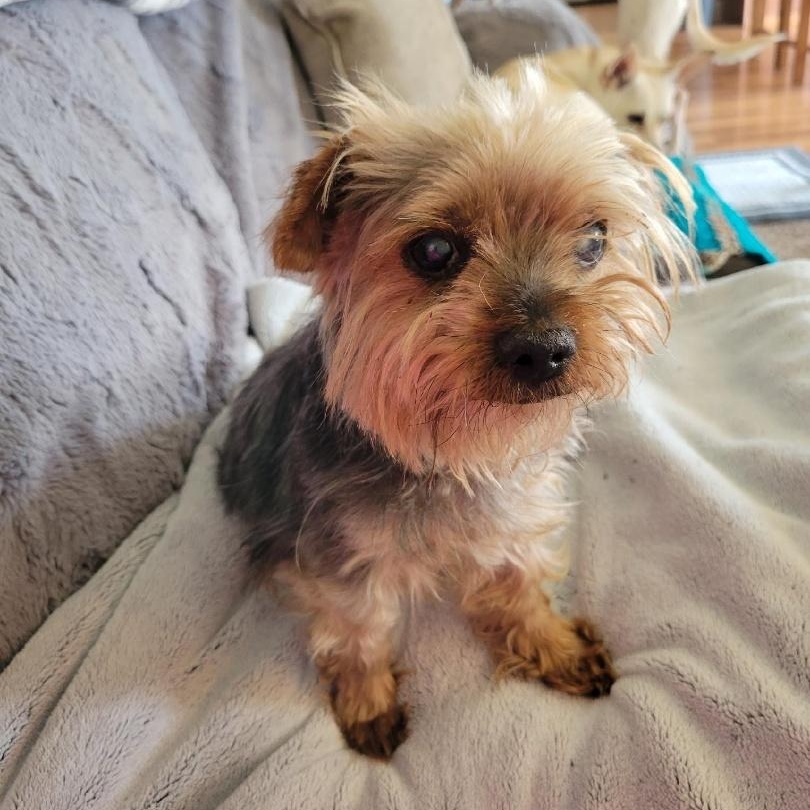 Dog for adoption - Teddy - Sweet Senior Yorkie Looking for a Foster ...