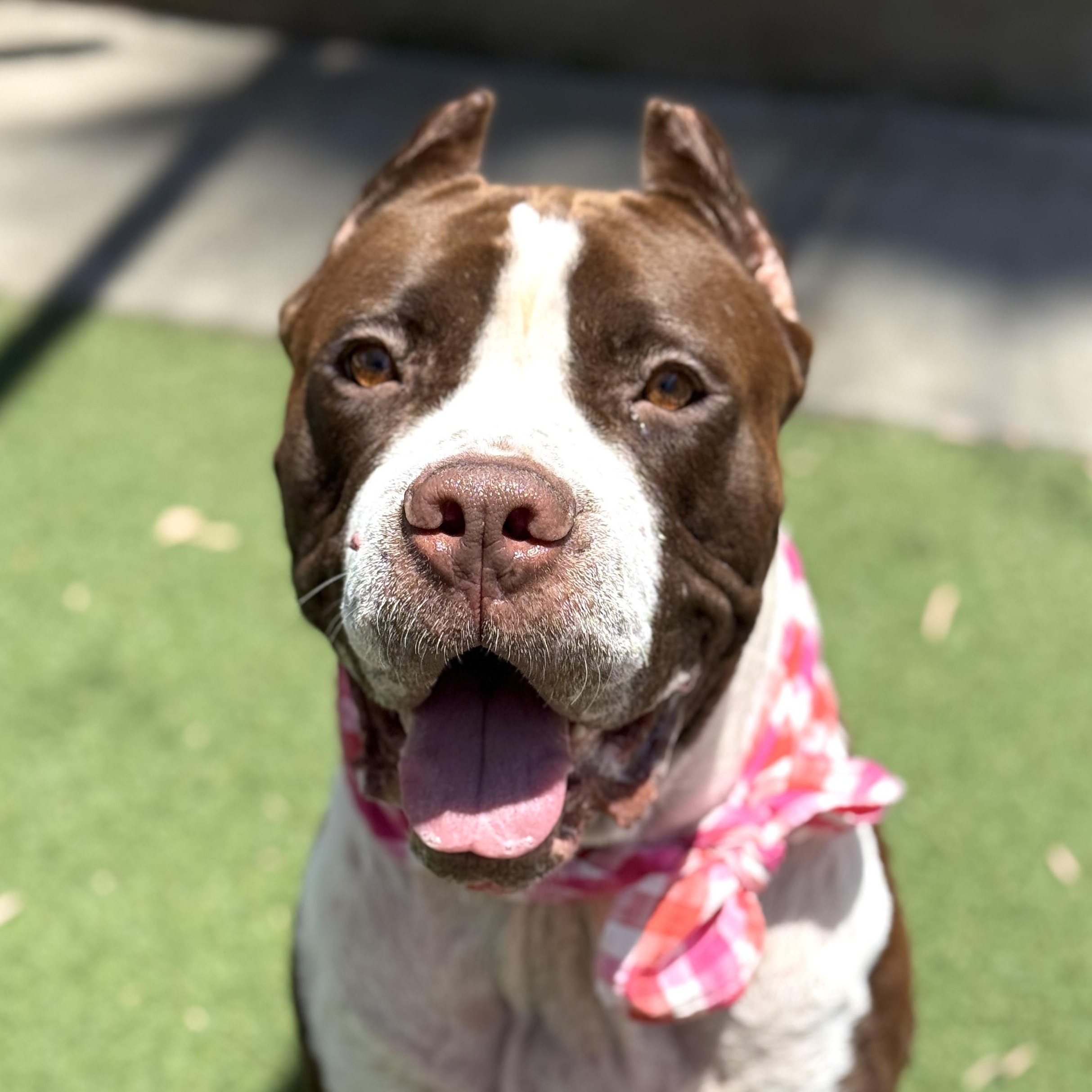 Dog for adoption - Daisy, an American Staffordshire Terrier & Cane ...