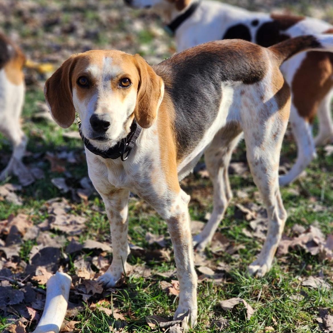 Dog for adoption - Carrie Underwood, a Foxhound Mix in Liberty, MO ...