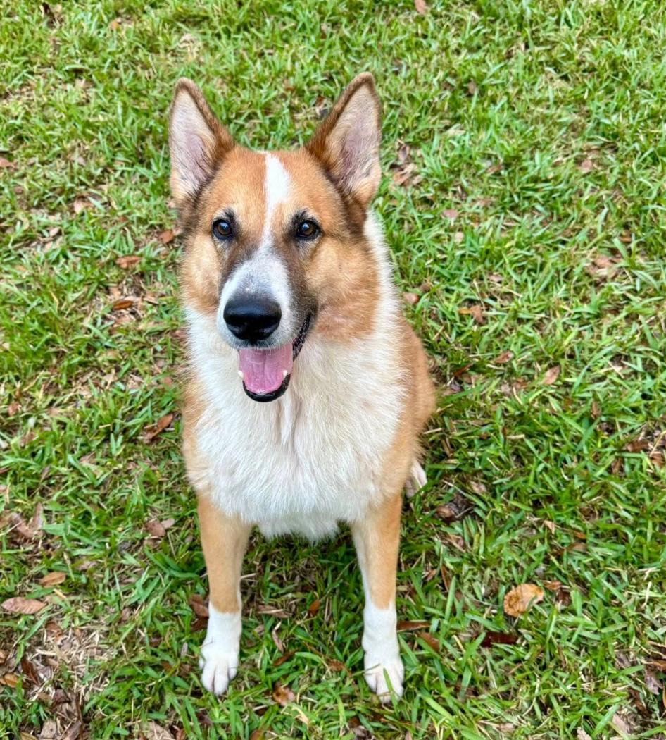 Dog for adoption - RICKY, a Collie Mix in Gainesville, FL | Petfinder