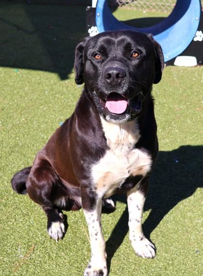 Dog for adoption - Tab, a Mixed Breed in Athens, GA | Petfinder