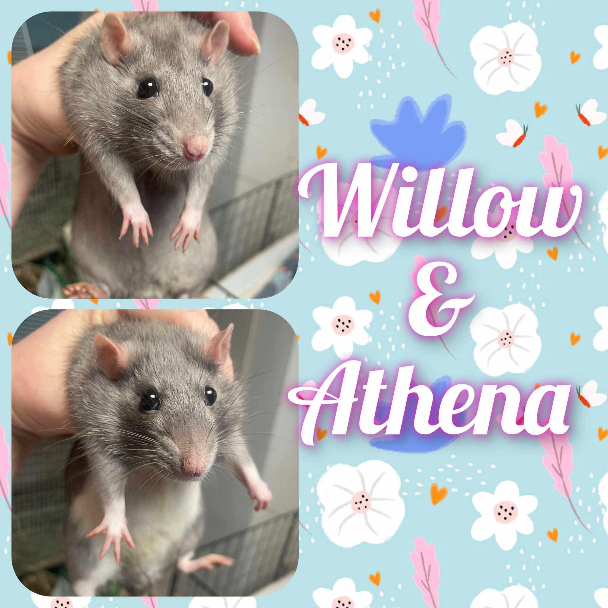 Rat for adoption - Athena and Willow: video!!, a Rat in Edinburg, PA ...