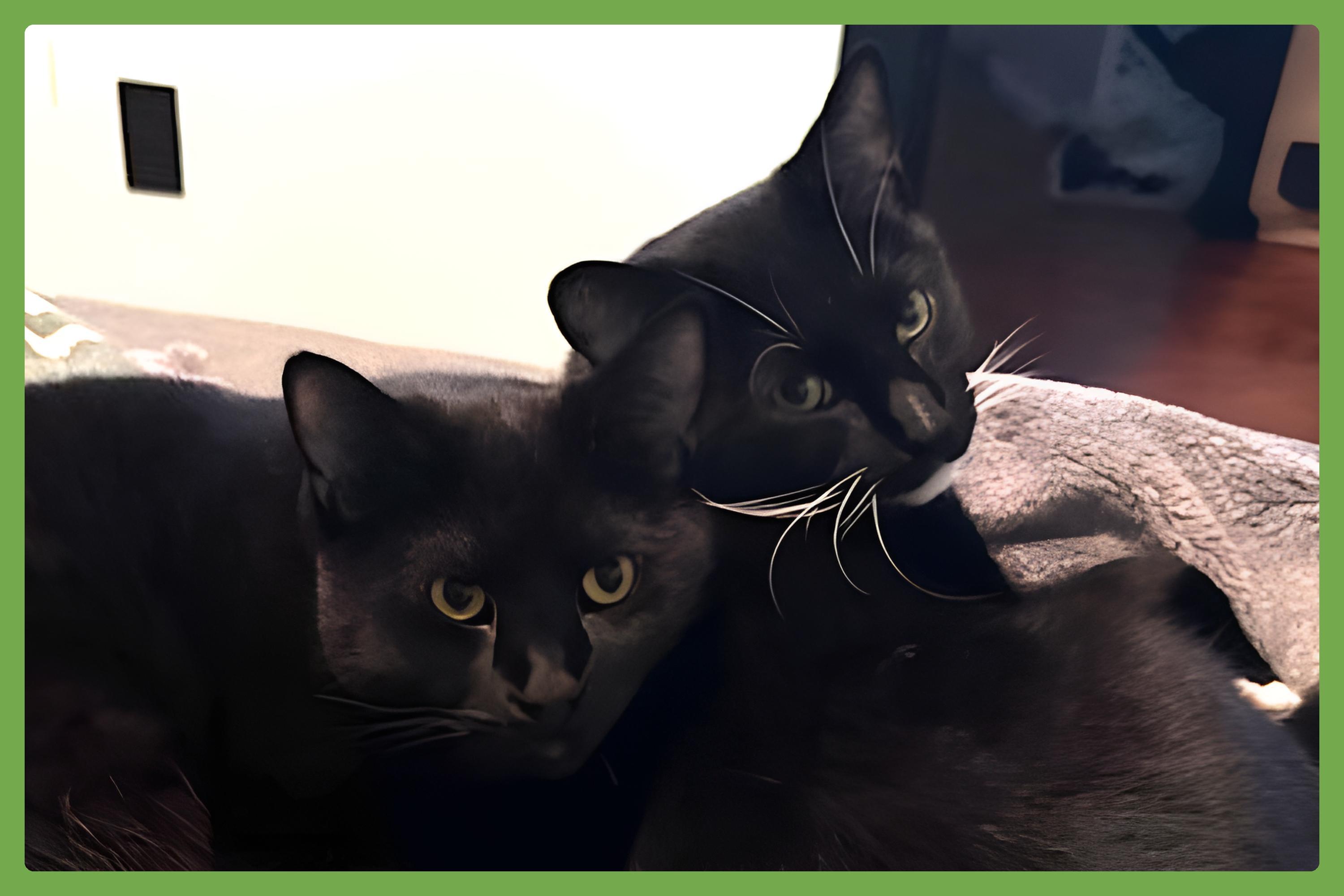 Cat for adoption - Ash and Indy, a Domestic Short Hair in Charlotte, NC ...