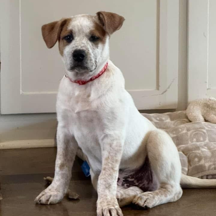 Dog for adoption - Austin, an Australian Cattle Dog / Blue Heeler ...