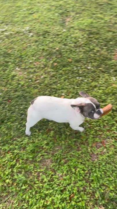 Dog Adopted - Mimi Frenchie Puppy Girl an French Bulldog Dog in Boca ...