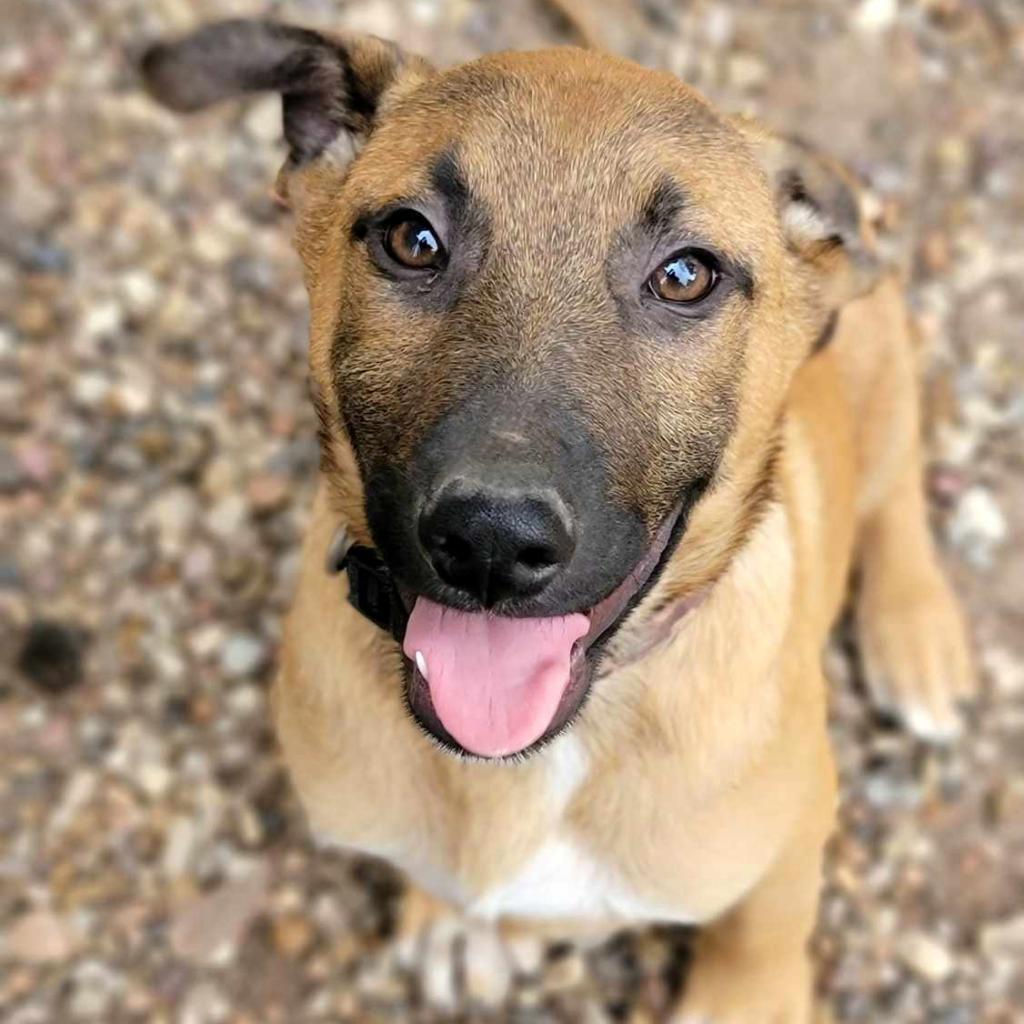 Dog for adoption - Orzo, a German Shepherd Dog & Cattle Dog Mix in ...