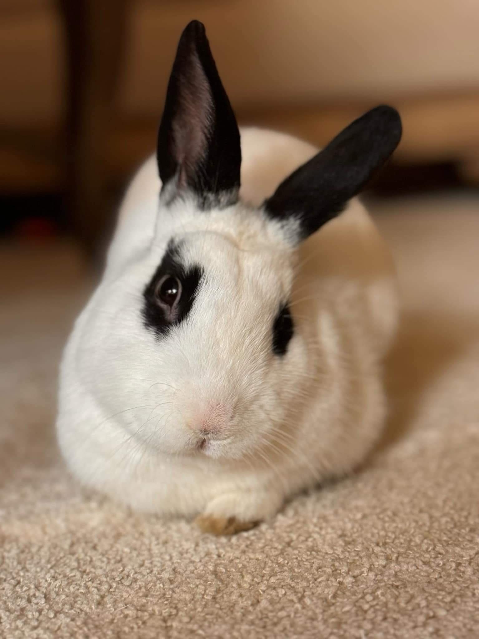 Rabbit for adoption - Tony D, an American & English Spot Mix in ...