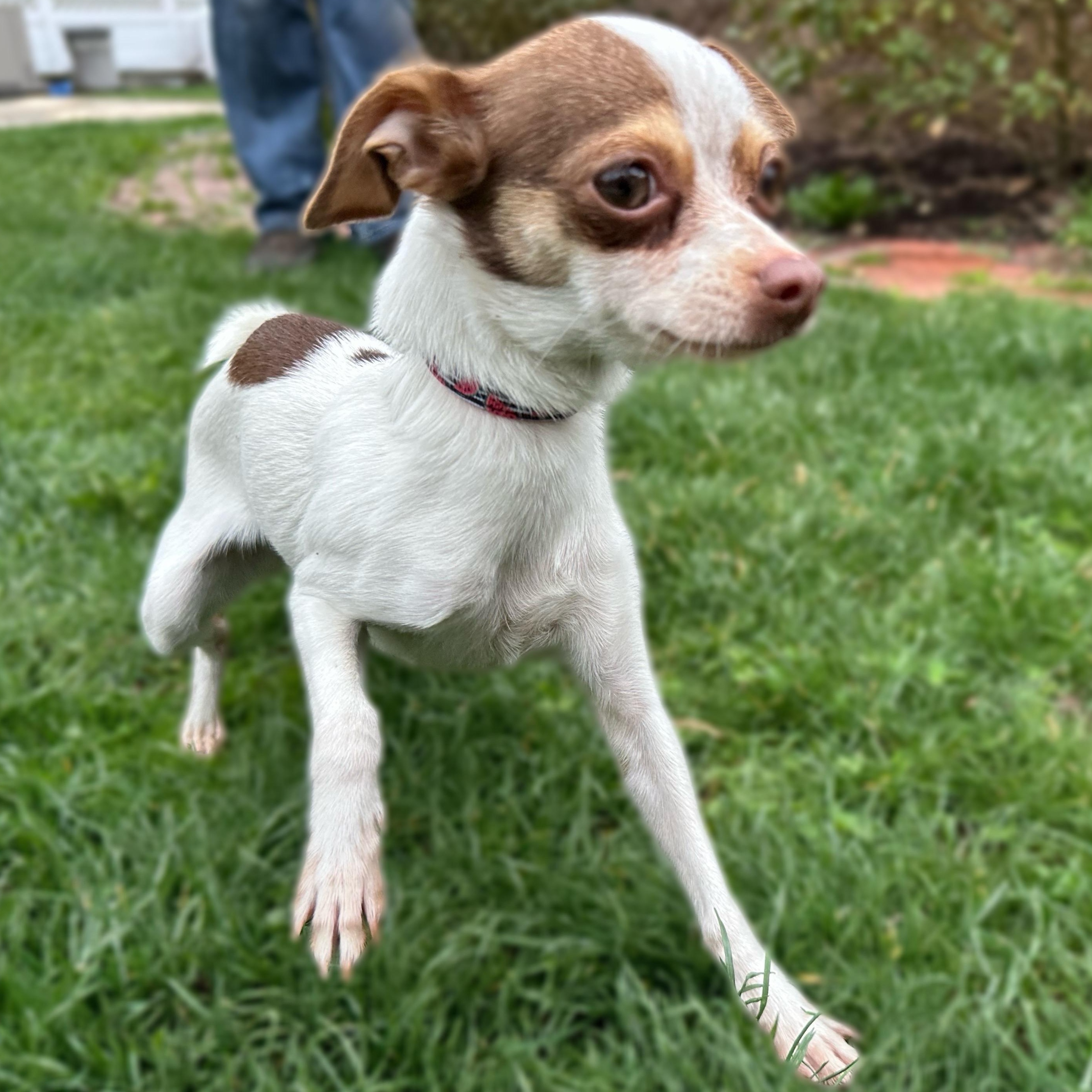 Dog for adoption - Maddie, a Chihuahua & Jack Russell Terrier Mix in ...