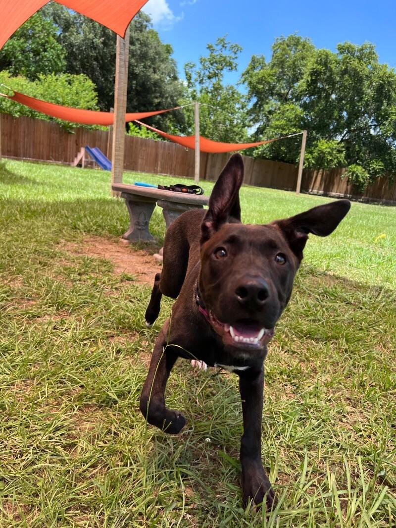 Dog for adoption - Shirley Temple, a Pit Bull Terrier & Labrador ...