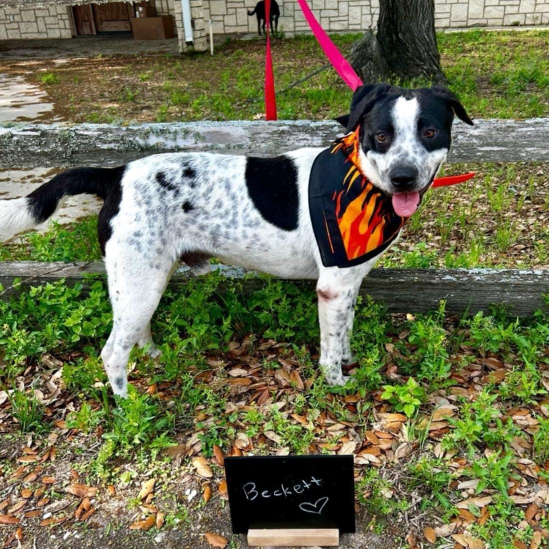 Dog for adoption - Becket, a Cattle Dog & Pointer Mix in Erie, PA ...
