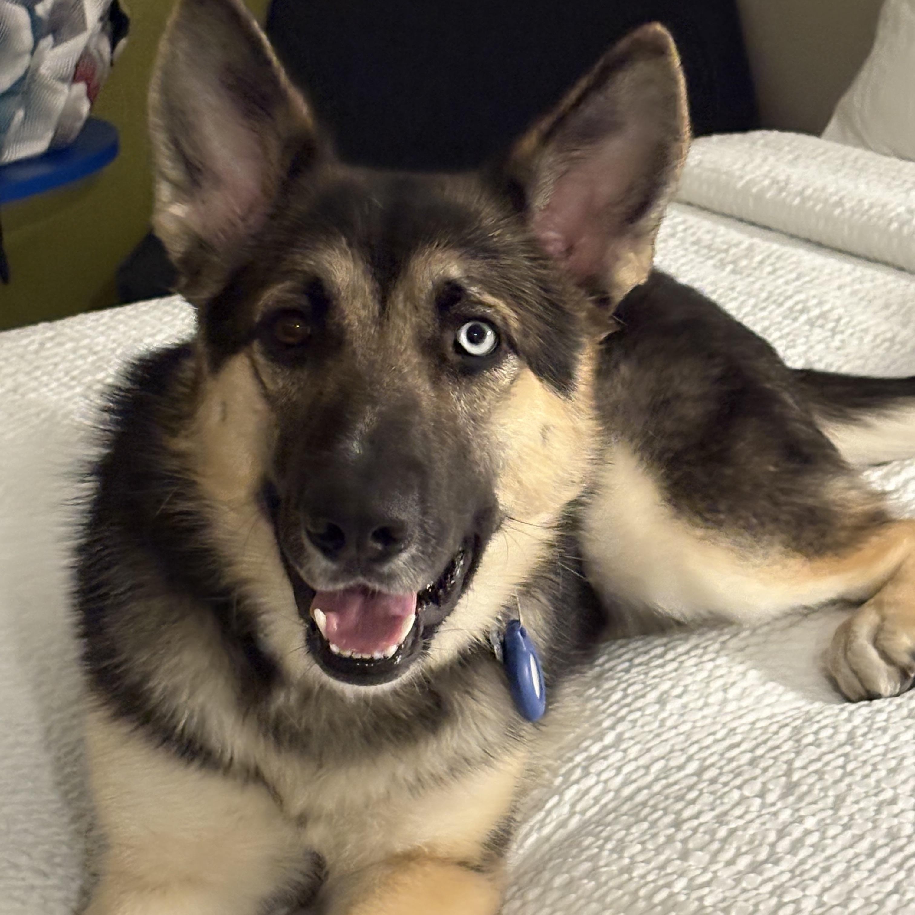 Dog for adoption - ZELDA (Loves Water, Sweet, Affectionate, Loves Walks ...